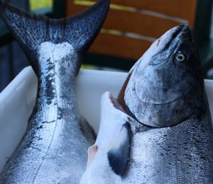 How To Tell if Salmon Is Bad - B2 Cafe